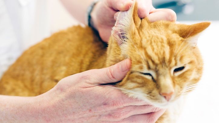 How to clean cat ears: Help avoid mites and infection | PetsRadar