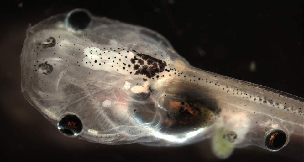 Image Gallery: Tadpoles Sport Eyes on Their Tails | Live Science