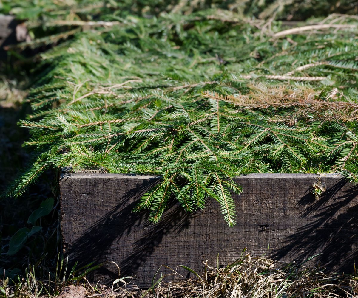 How to turn your Christmas tree Into a wildlife habitat | Homebuilding