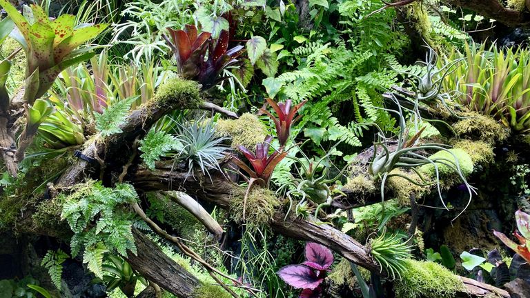 Plants: News, features and articles | Live Science