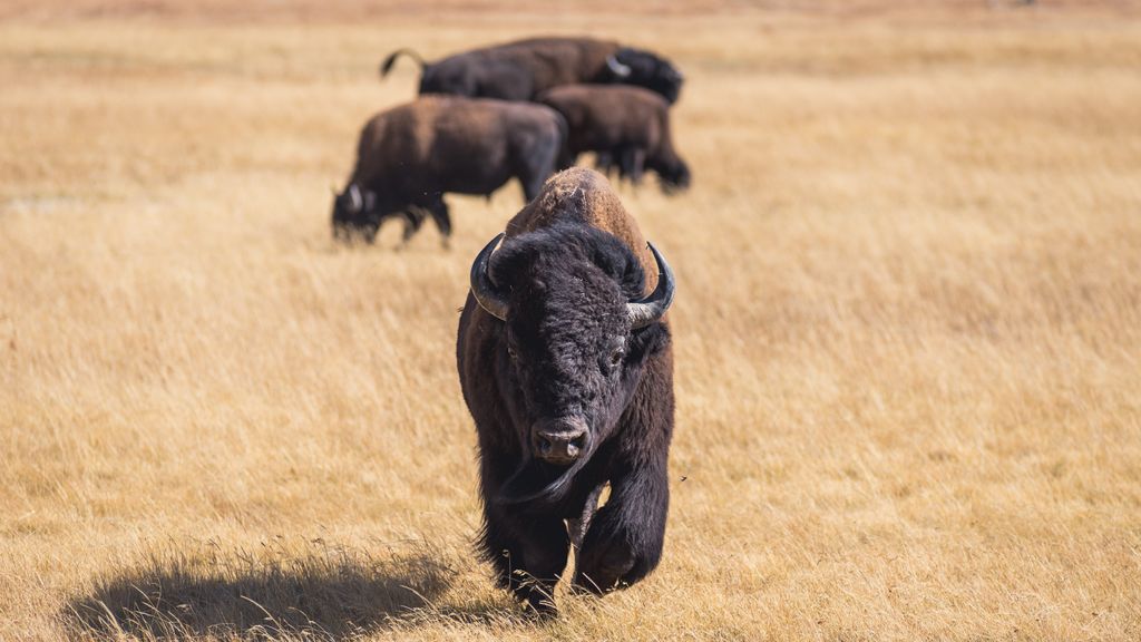 Yellowstone tourist learns the hard way why you don't stick a phone in ...