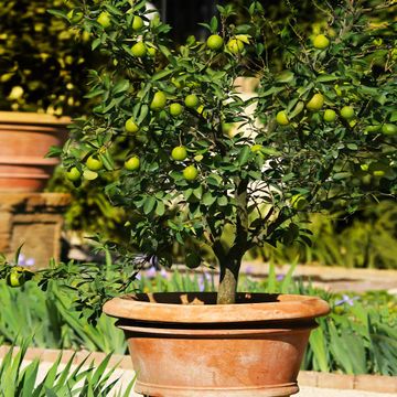 How to prune a lime tree - expert tips for correct trimming | Homes and ...