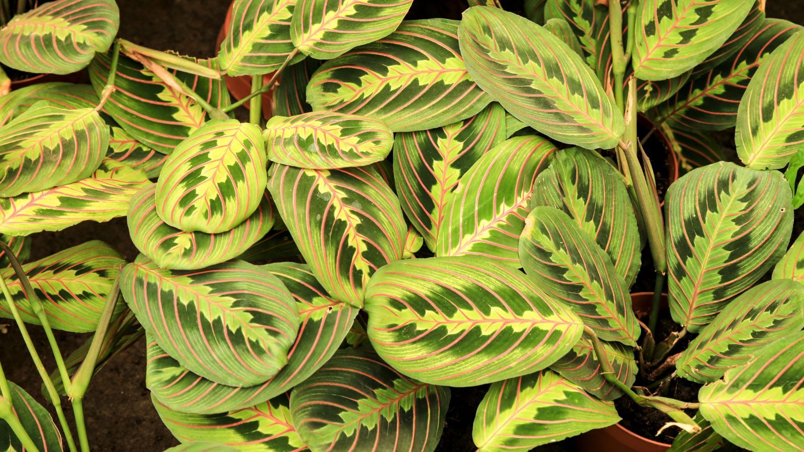 Why are my prayer plant leaves curling? Causes and solutions | Homes ...