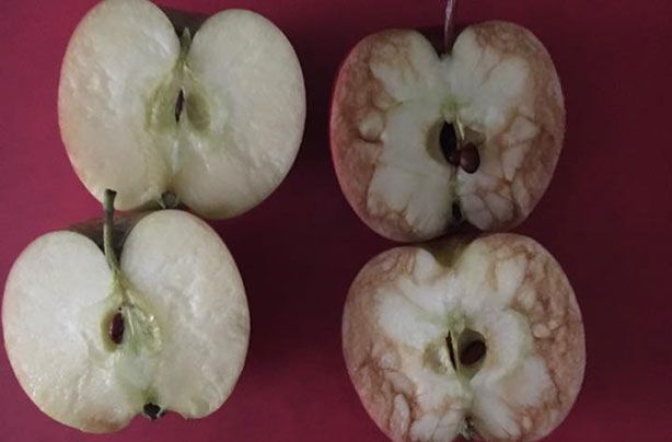 A bad apple? Teacher illustrates the emotional effects of bullying ...