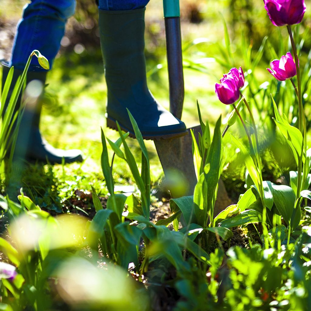 How to plant shrubs: when, where and the best method | Homes and Gardens