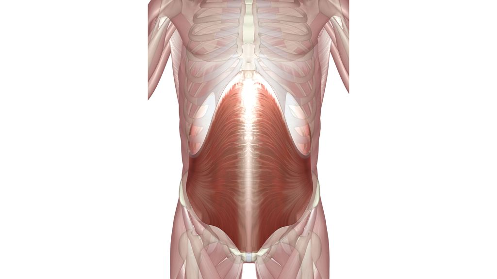 What are core muscles? | Live Science