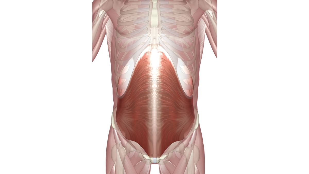 What are core muscles? | Live Science
