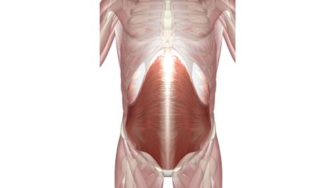 What are core muscles? | Live Science