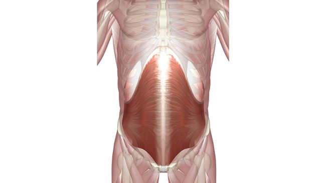 What are core muscles? | Live Science