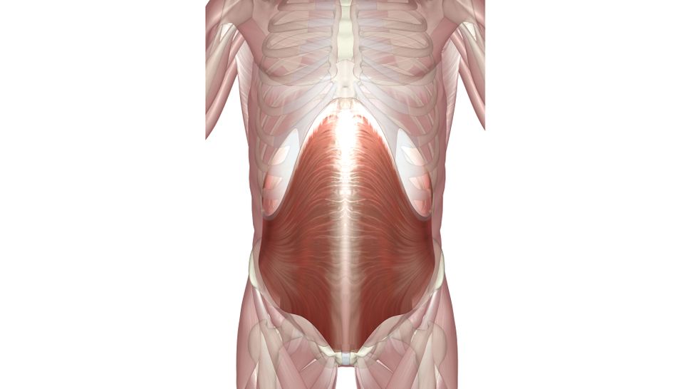 What are core muscles? | Live Science