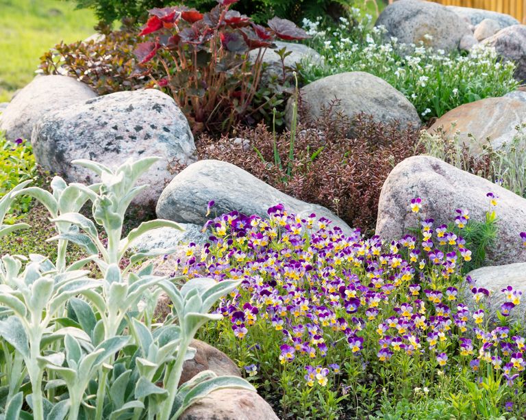 Best Shallow-Rooted Plants for Gardens With Barely Any Soil | Gardening ...