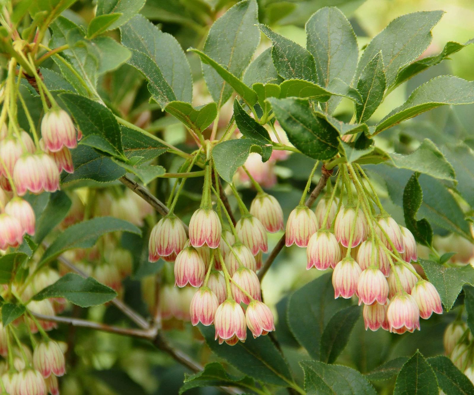 Best plants for Japanese gardens – 10 elegant choices | Homes and Gardens