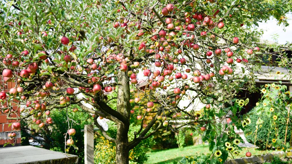 What Is A Tree Guild: Learn About Fruit Tree Guild Design | Gardening ...