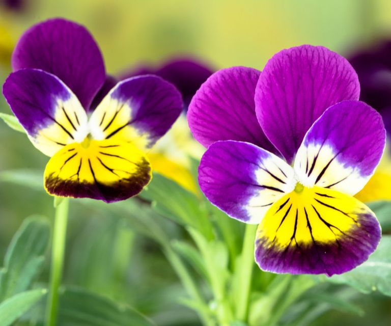 Best flowers to sow in the fall: 16 beautiful blooms | Homes and Gardens