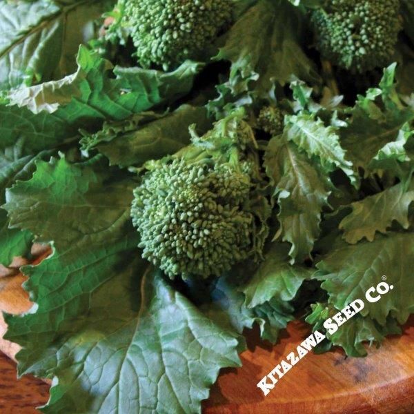 How to grow broccoli rabe - tips for a successful crop | Homes and Gardens