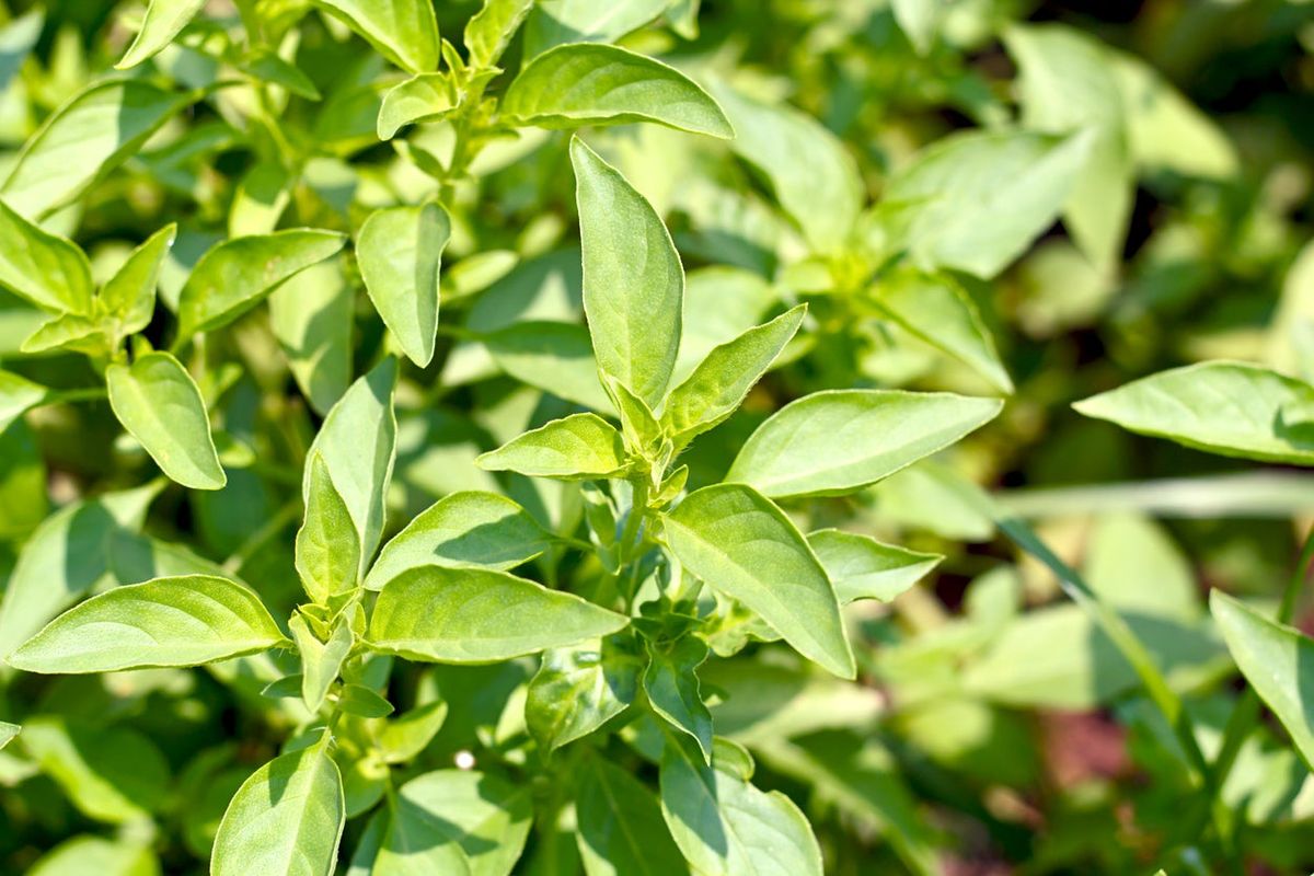 Lemon Basil Herbs: Learn About Mrs. Burns Lemon Basil Info And Care ...