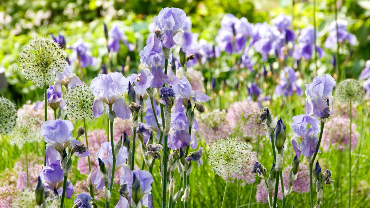 Best Iris Companion Plants For A Charming Garden | Gardening Know How
