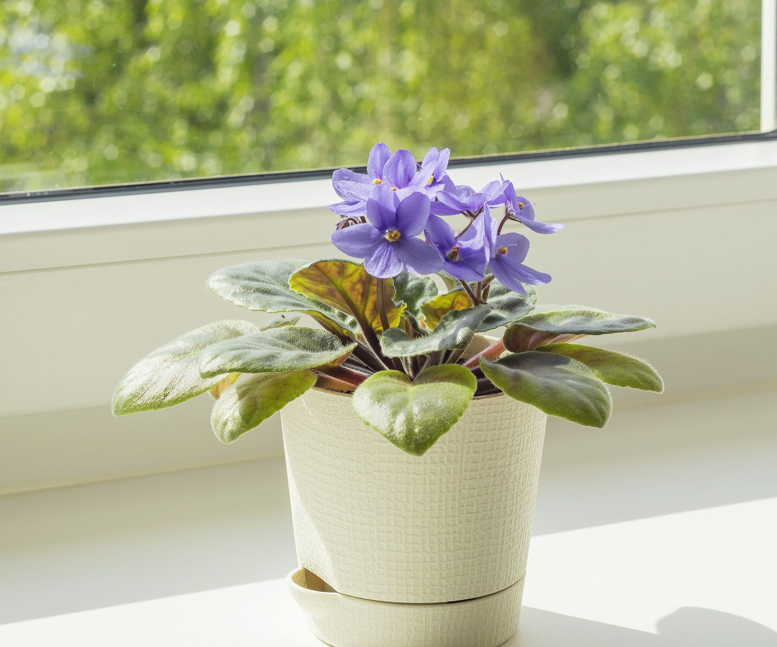African violets care guide: 5 expert tips for bright blooms | Homes and ...