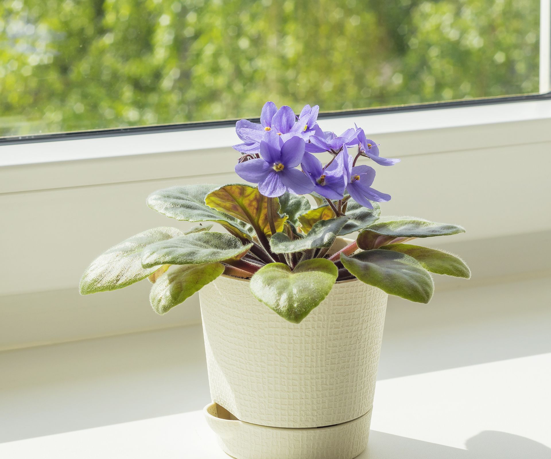 African violets care guide: 5 expert tips for bright blooms | Homes and ...