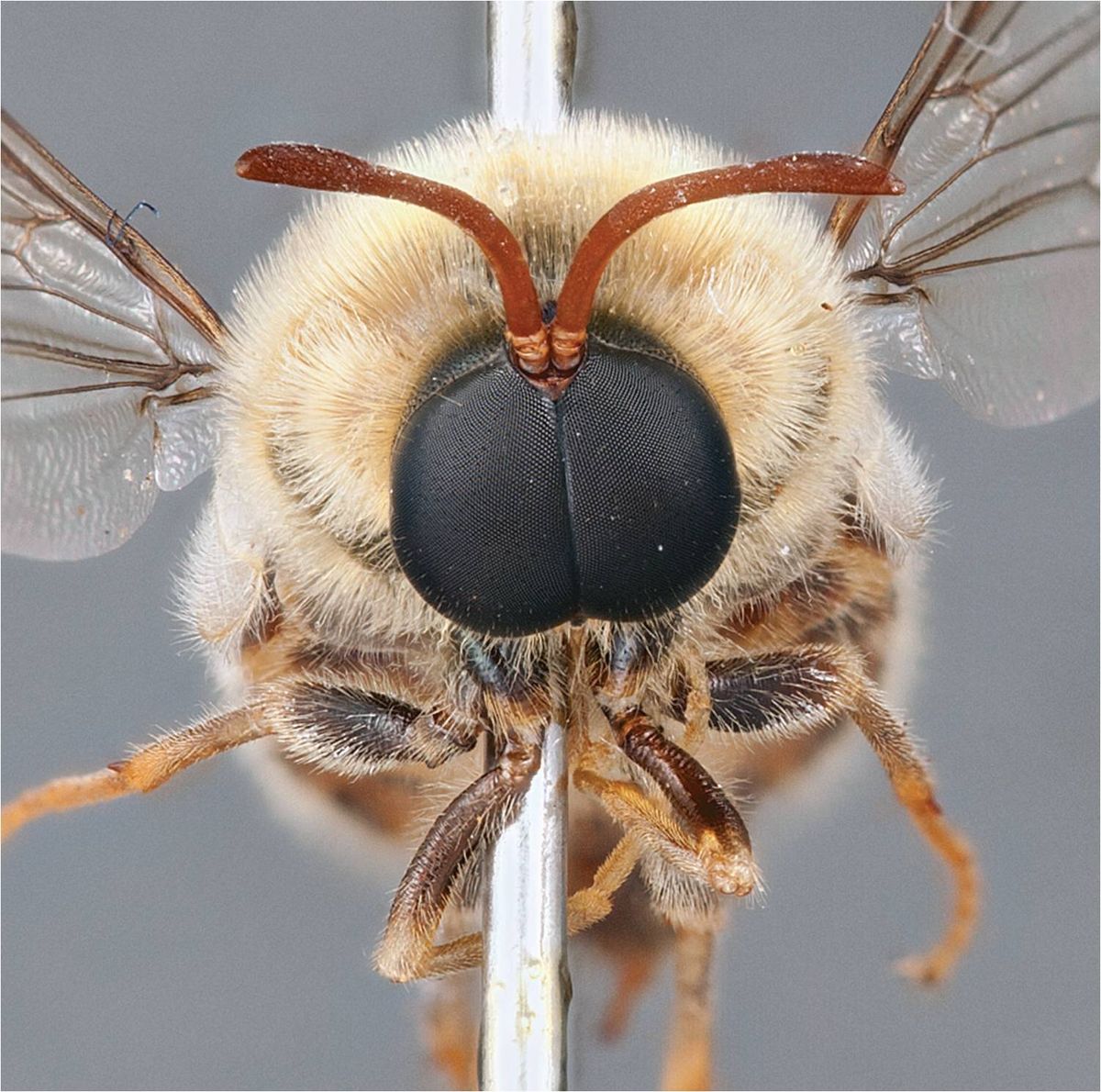 Images of Spider Flies | Parasitic Insects | Spider Parasites: Page 2 ...