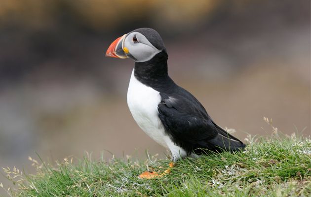How to salute a magpie | Country Life