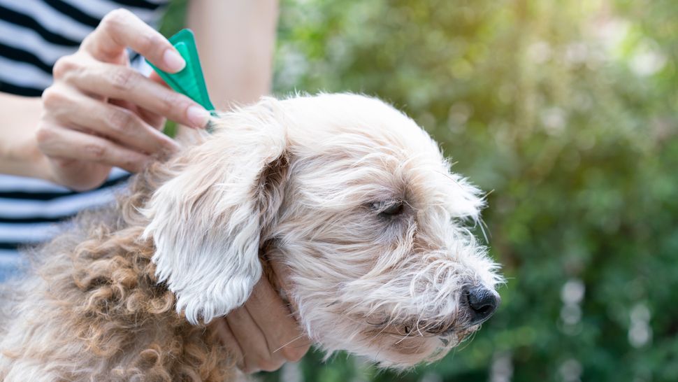 How to control dog shedding: 10 tips | PetsRadar
