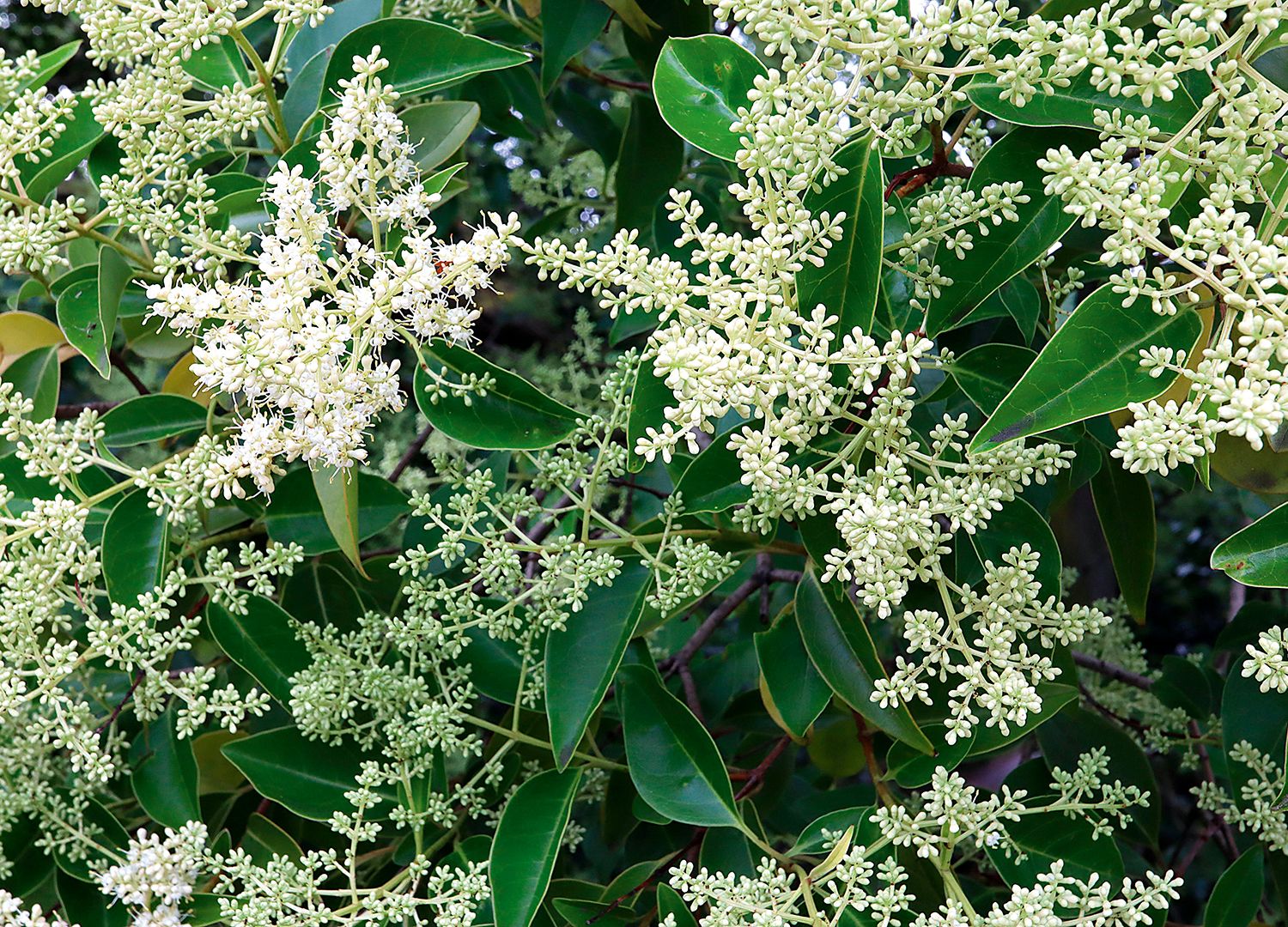 What you need to know about privet hedges: The good, the brilliant, the ...