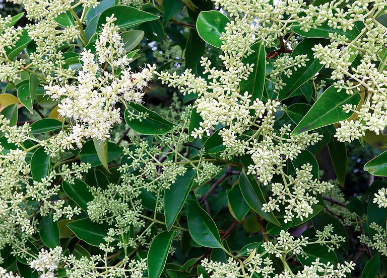What you need to know about privet hedges: The good, the brilliant, the ...