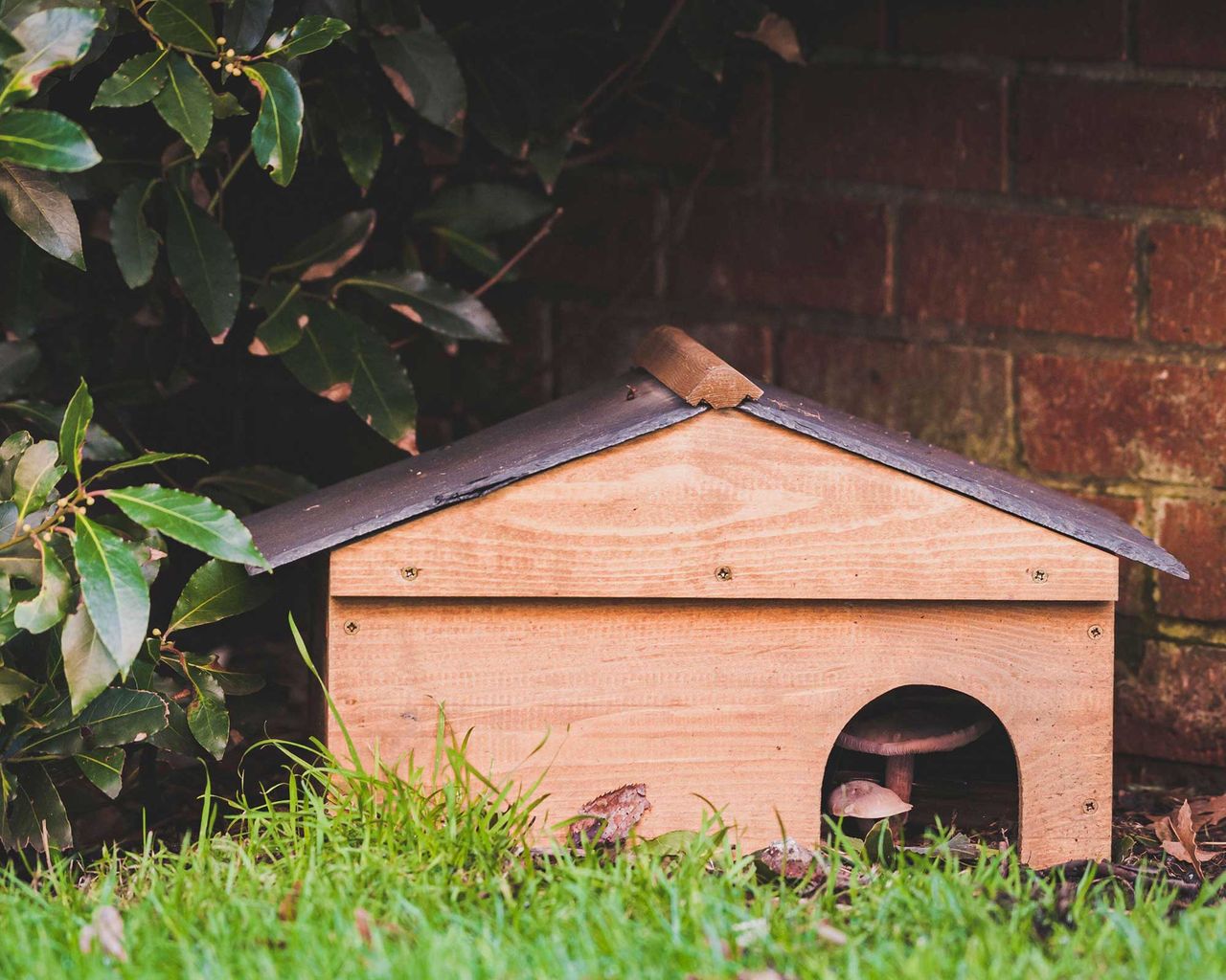 How to attract hedgehogs to your garden: 5 easy steps to try | Gardeningetc
