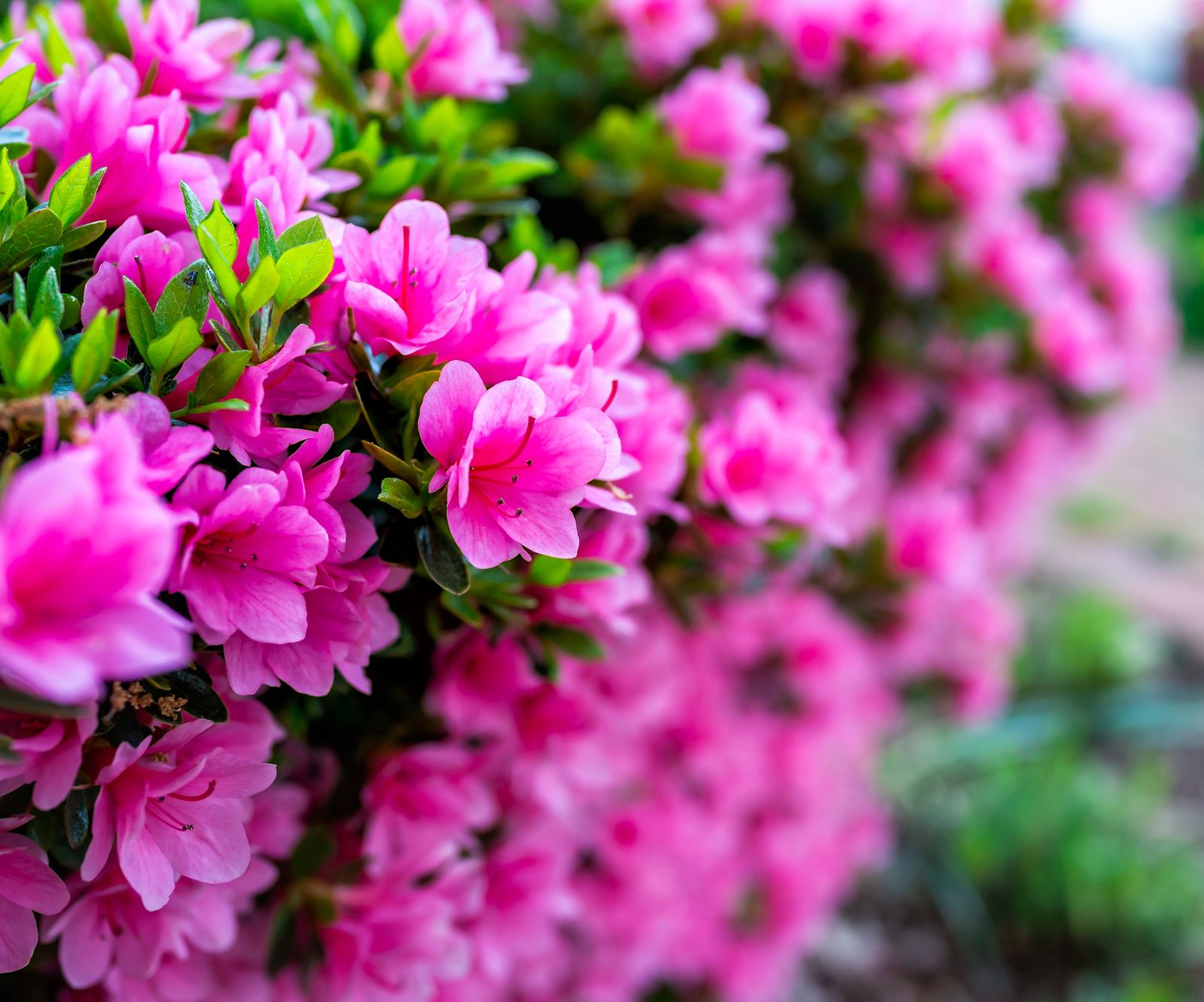 How And When To Fertilize Azaleas For Better Blooms | Gardening Know How