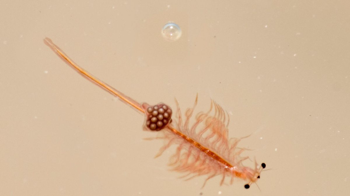 32 non-fish aquarium pets worth checking out for your tank | PetsRadar