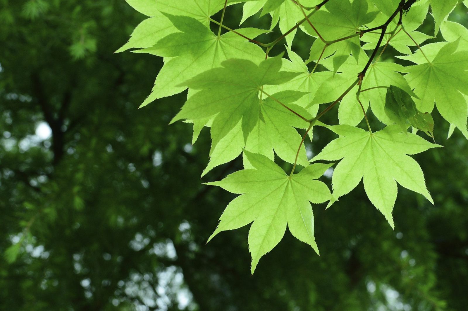 Cold Hardy Maple Trees: Tips On Growing Maple Trees In Zone 4 ...