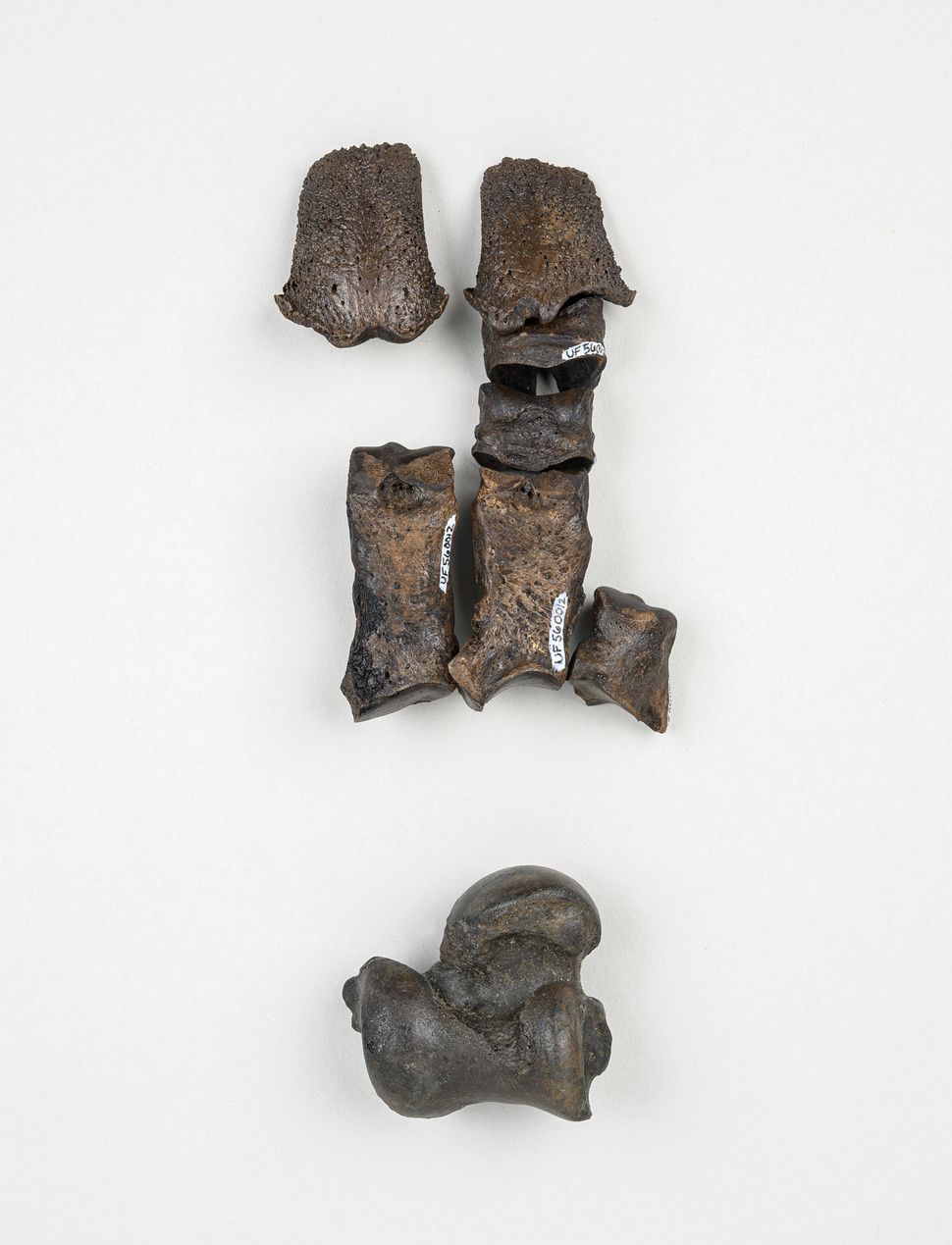 Divers discover 500,000-year-old treasure trove of fossils in Florida ...
