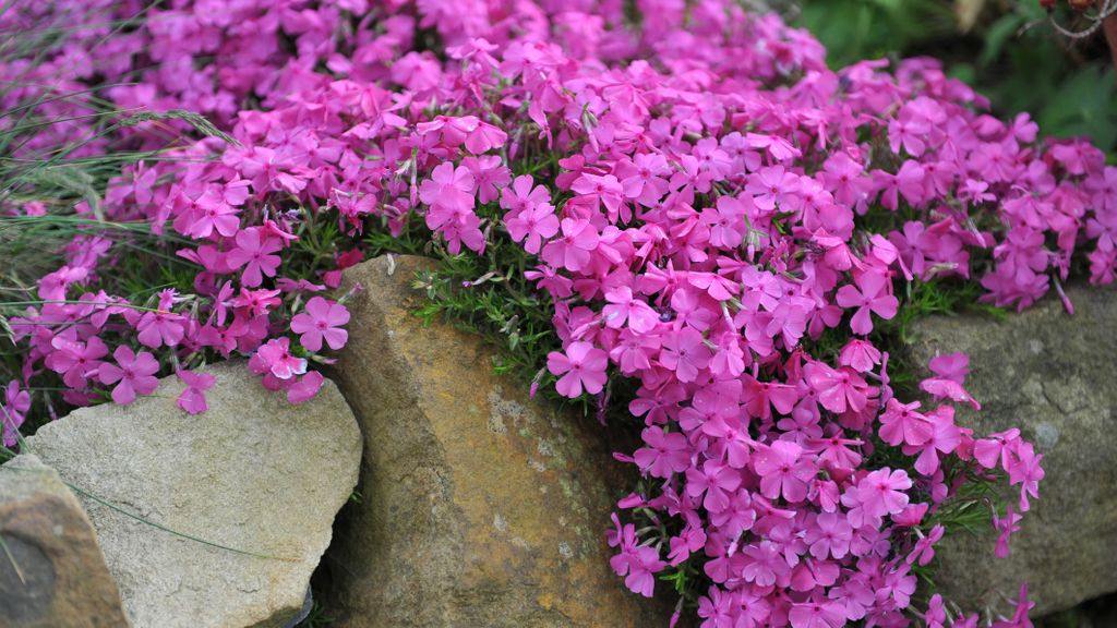 7 ways to kill weeds naturally — no chemicals required | Tom's Guide