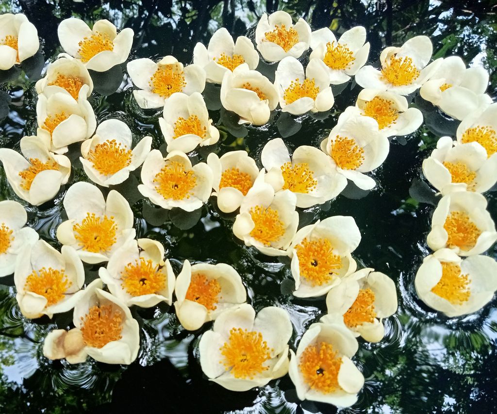 4 Sublime Fall Flowering Trees To Add Color To Any Yard | Gardening ...