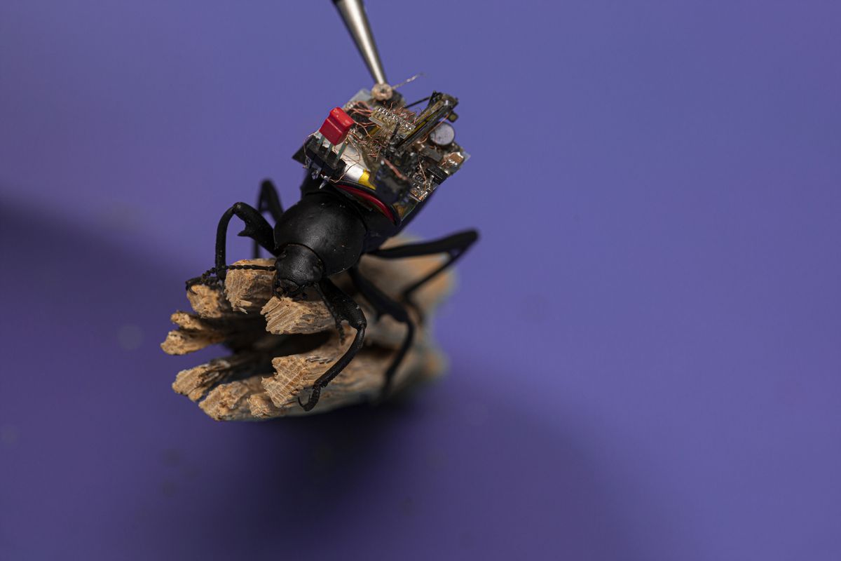 Scientists create a camera so small it can be carried by a beetle ...