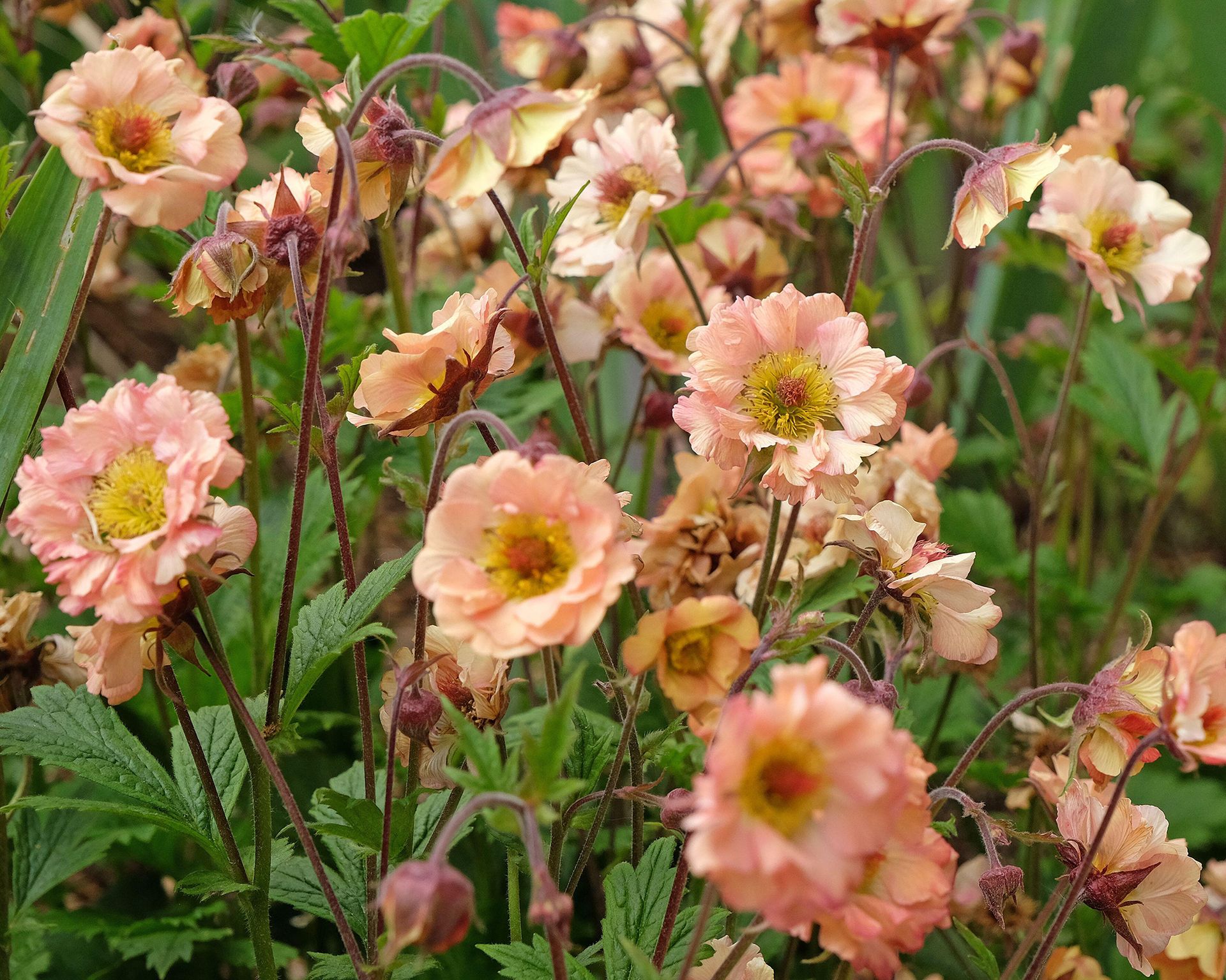 7 Peach Fuzz Flowers Inspired By Pantone’s Color Of The Year ...