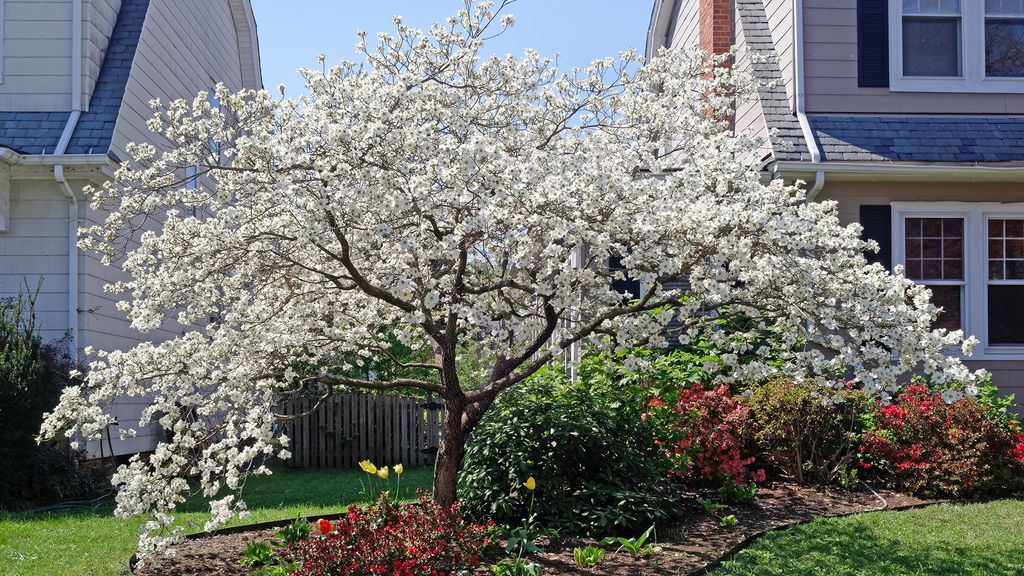 5 easiest fruit trees to grow for low-effort harvests | Ideal Home