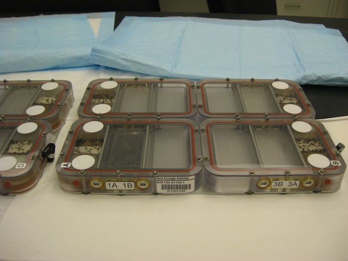 Ant Farm Hitches Rocket Ride to Space Station (Video) | Space