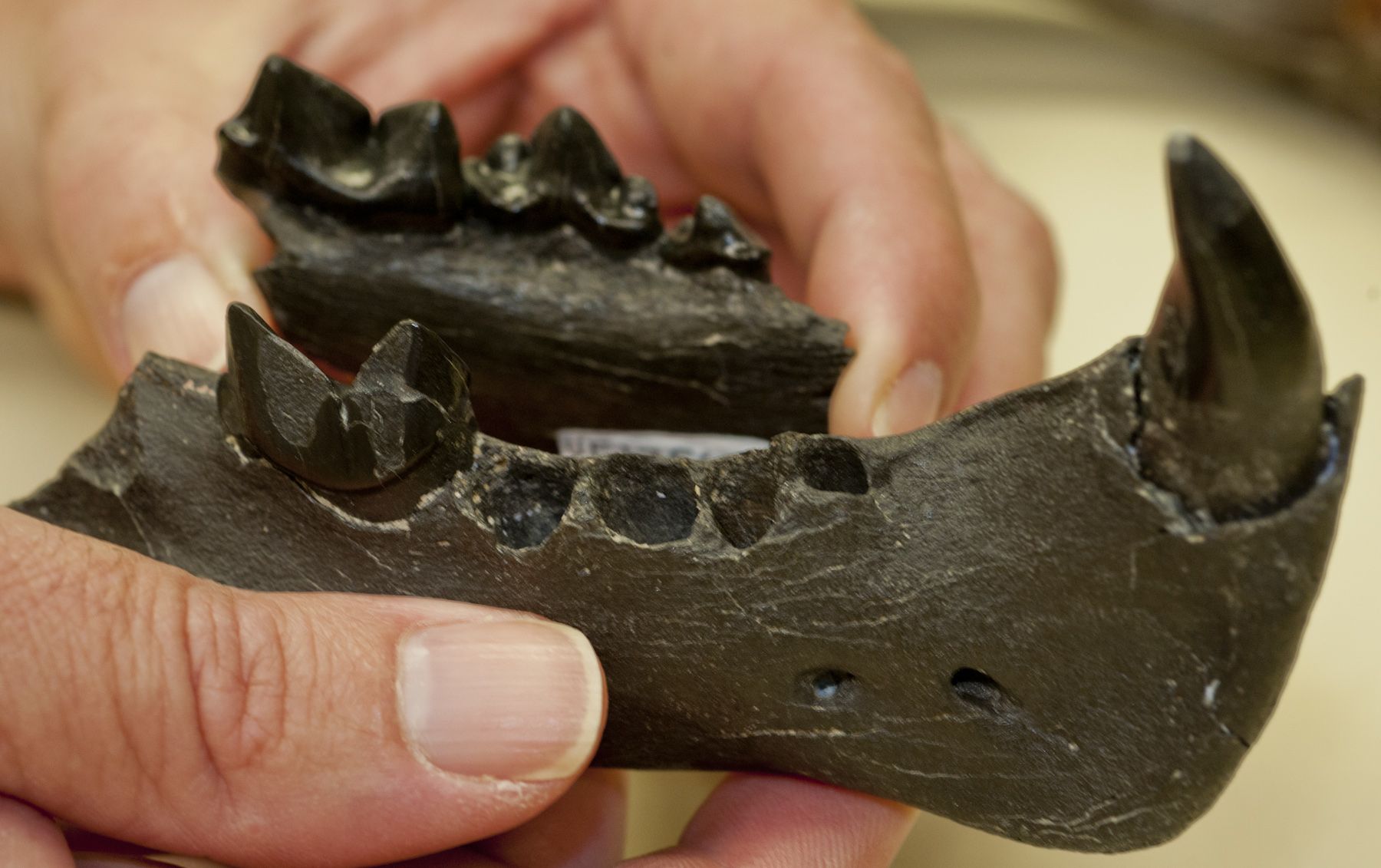 5-Million-Year-Old Saber-Toothed Cat Fossil Discovered | Live Science