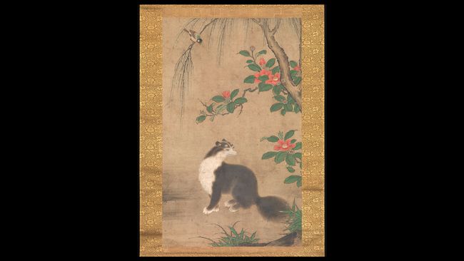 Why do so many cats have white 'socks' on their paws? | Live Science