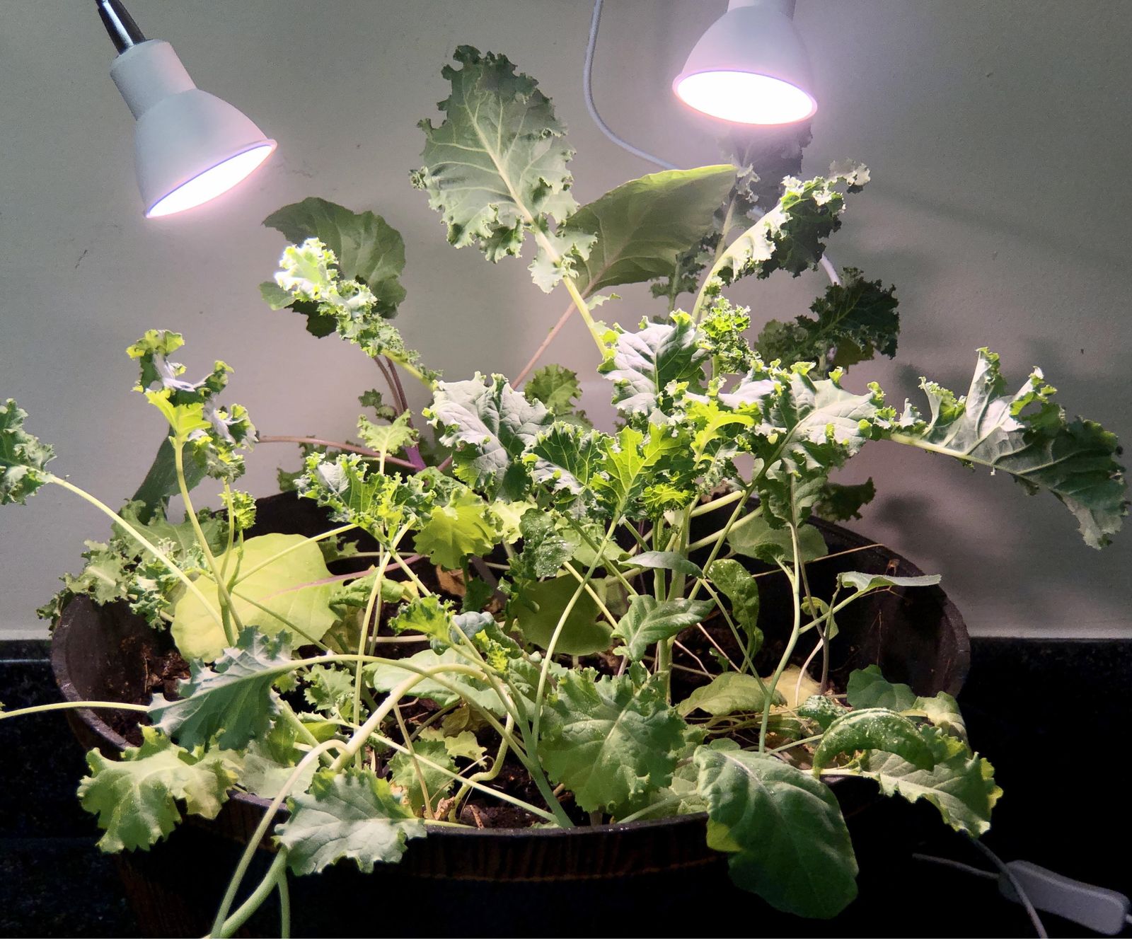 6 grow light mistakes that might be damaging your plants | Homes and ...