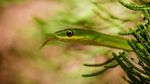A guide to lawn shrimp: what are they and how to avoid them | Homes and ...