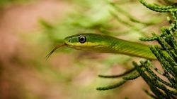 A guide to lawn shrimp: what are they and how to avoid them | Homes and ...