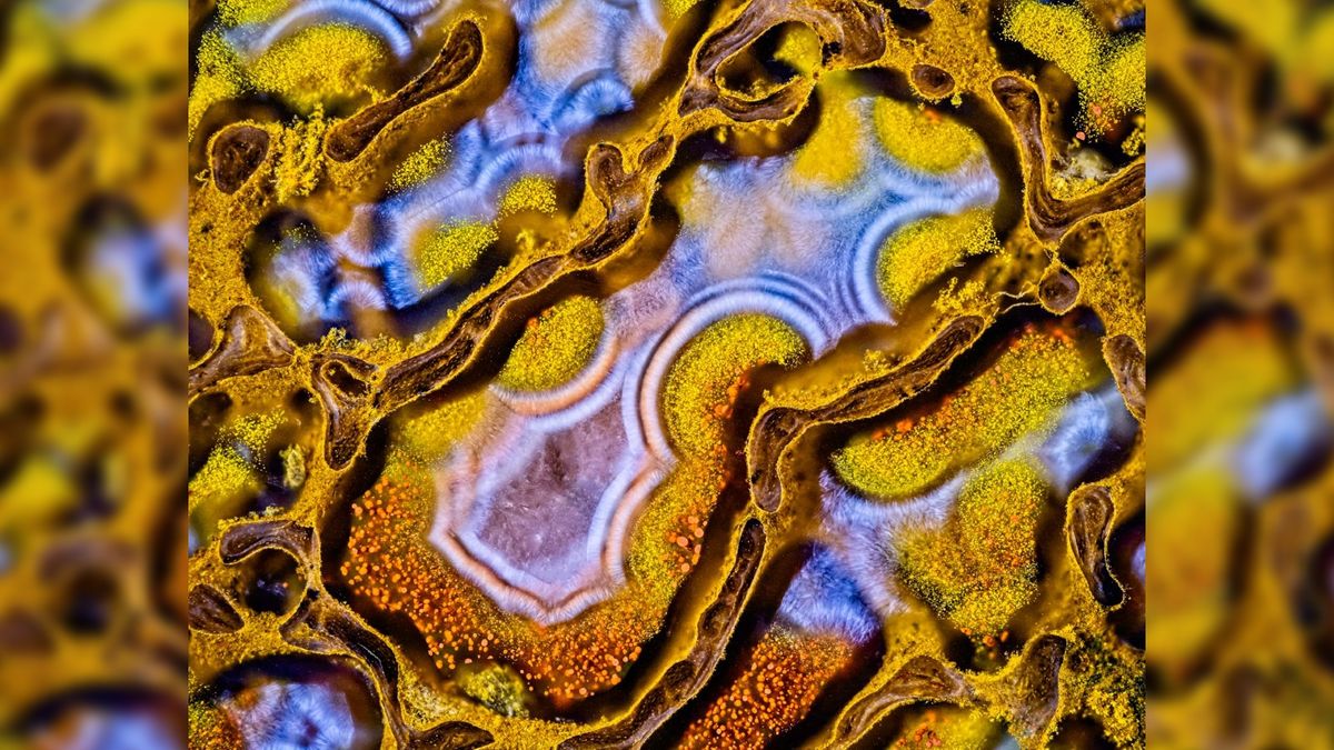 Glowing embryonic gecko hand and otherworldly slime mold amaze in ...