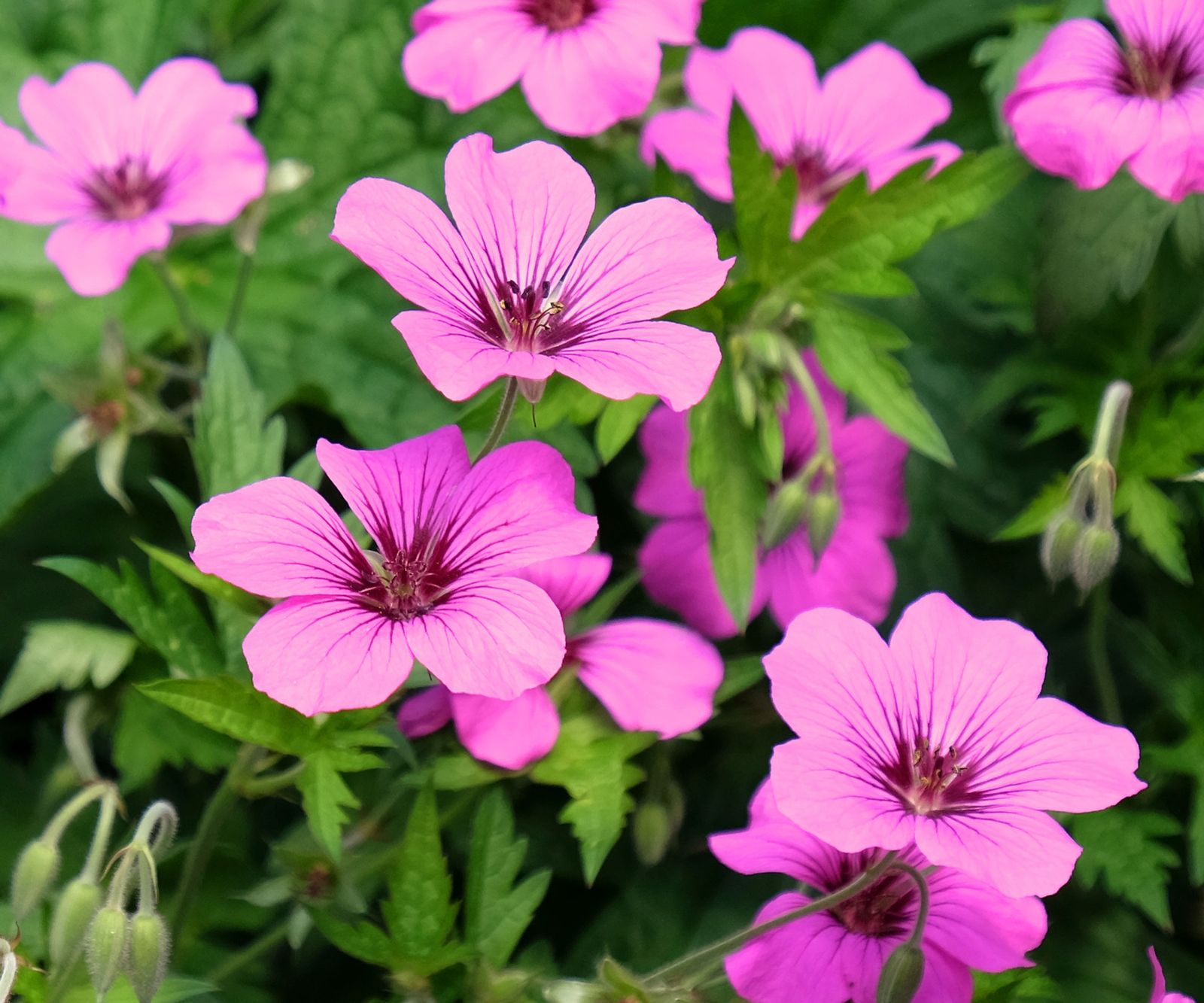 Why Hardy Geranium Is the Only Perennial To Plant This April ...