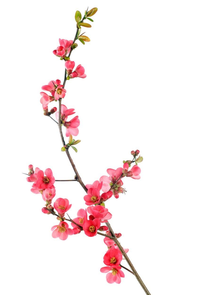 Rooting Quince Plants: Can You Take Cuttings From Quince Trees ...