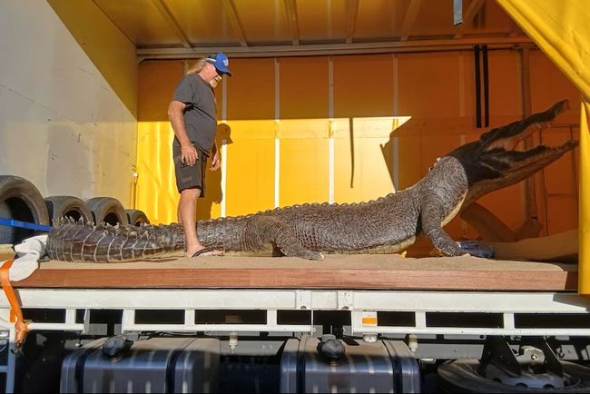 Cassius the giant crocodile died from sepsis after 40-year-old dormant ...