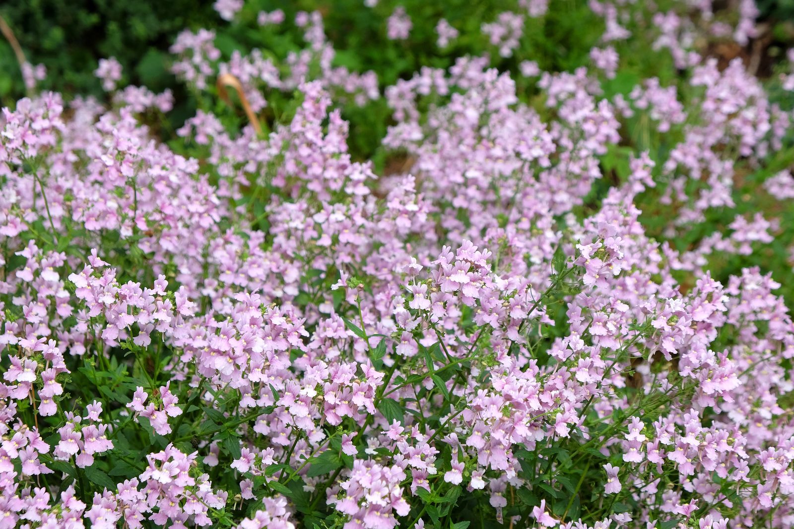 8 Best Filler Plants For Container Gardening - And How to Help Them ...