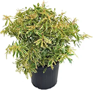 The best shrubs for containers – 6 options perfect for pots | Livingetc